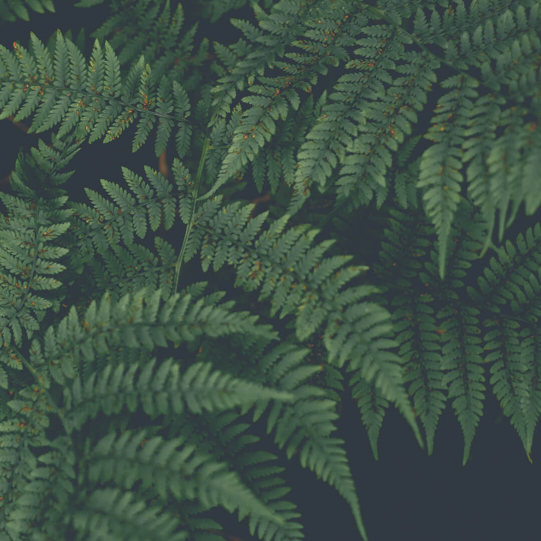 The New Collection: The Verdant Season – Andewyn Moon